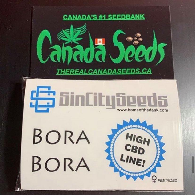 Sin City Seeds – Bora Bora - Canada Seedz