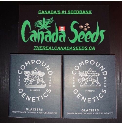 Compound Genetics – Glaciers - Canada Seedz