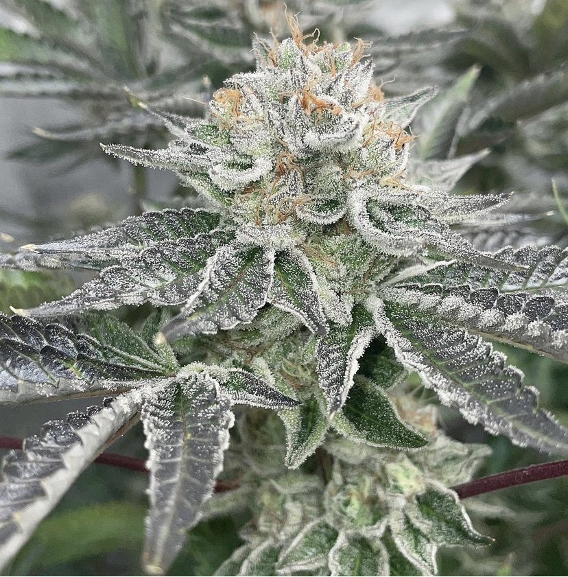 Red Eyed Genetics – Glazed Lemon Cookies - Canada Seedz