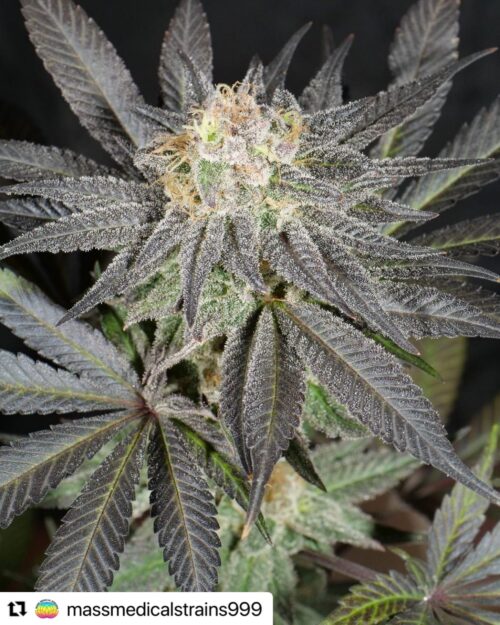 Mass Medical Strains – Platinum Swabi Punch - Canada Seedz