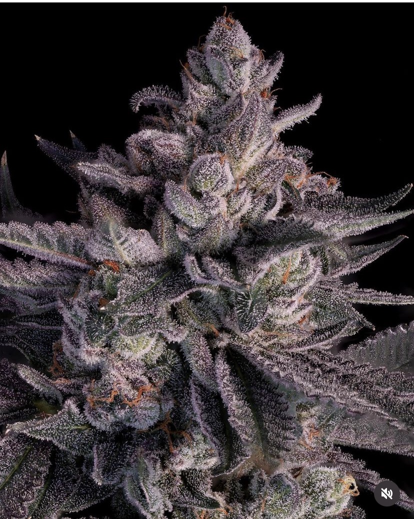Sincity Seeds – Scrumdidlyumptious - Canada Seedz