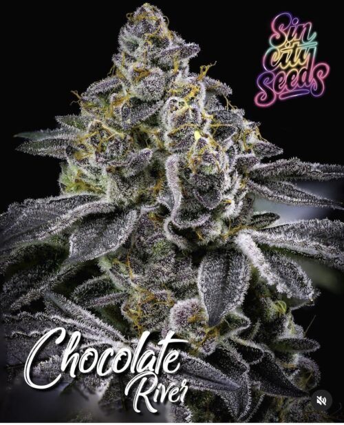 Sincity Seeds – Chocolate River - Canada Seedz