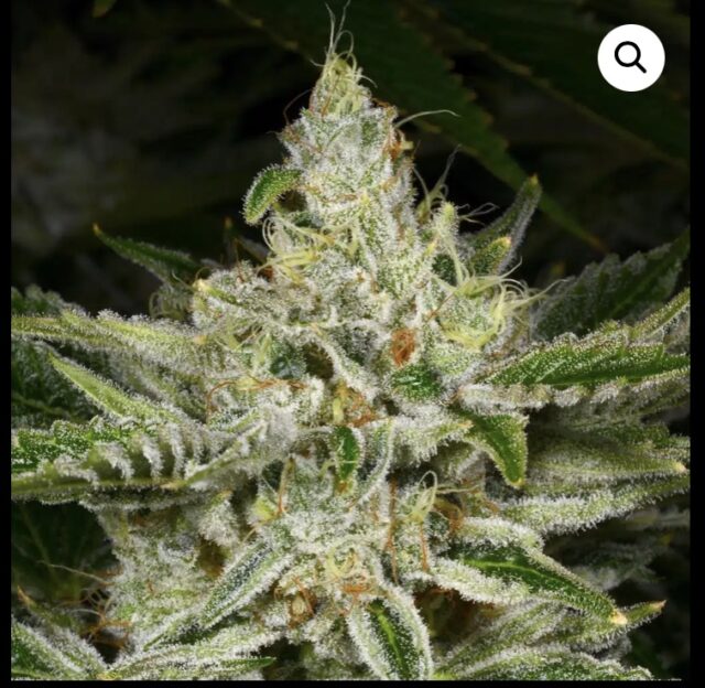 Red Eyed Genetics – Orbit